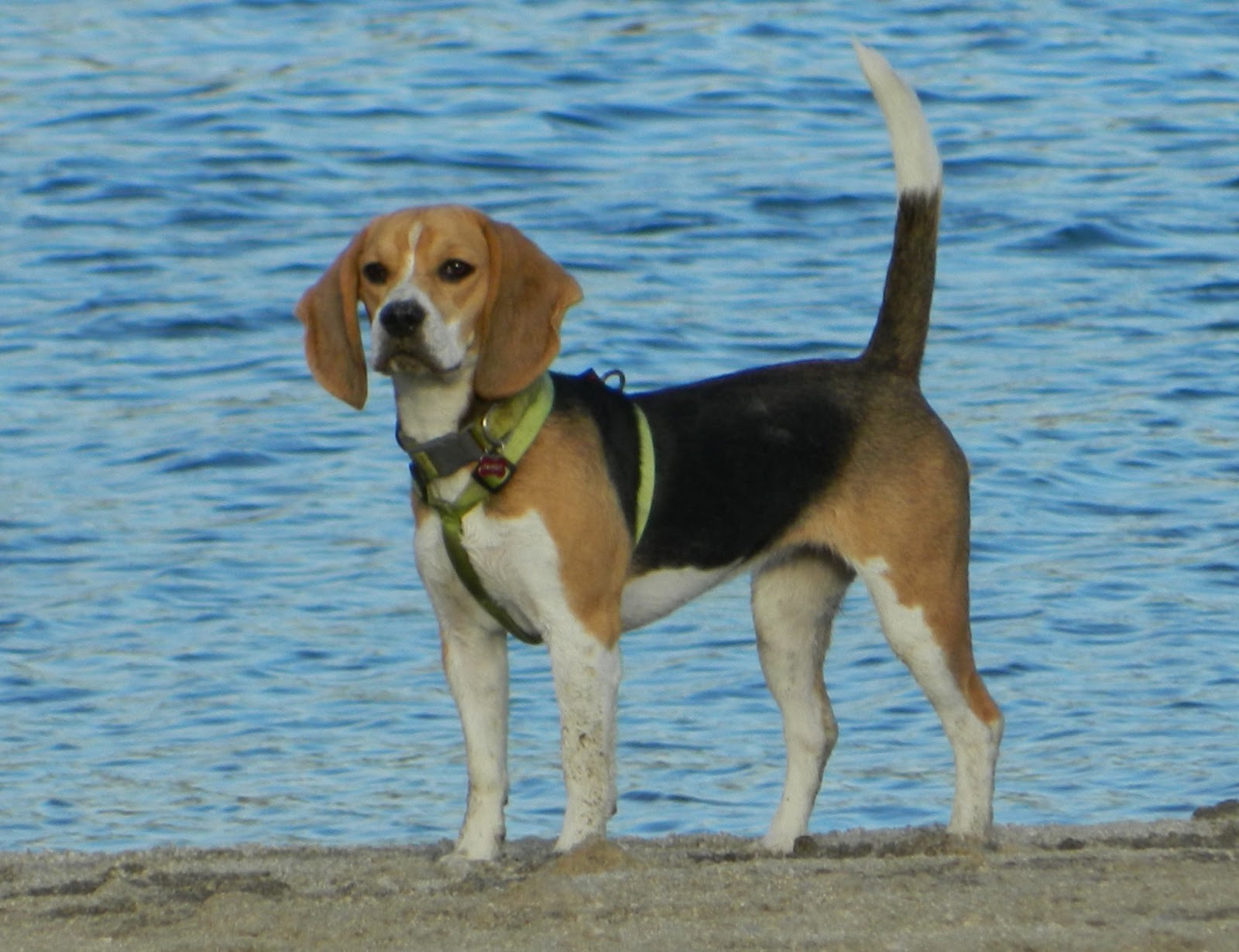 Mis Queridos Peludos: Diario del embarazo de una beagle