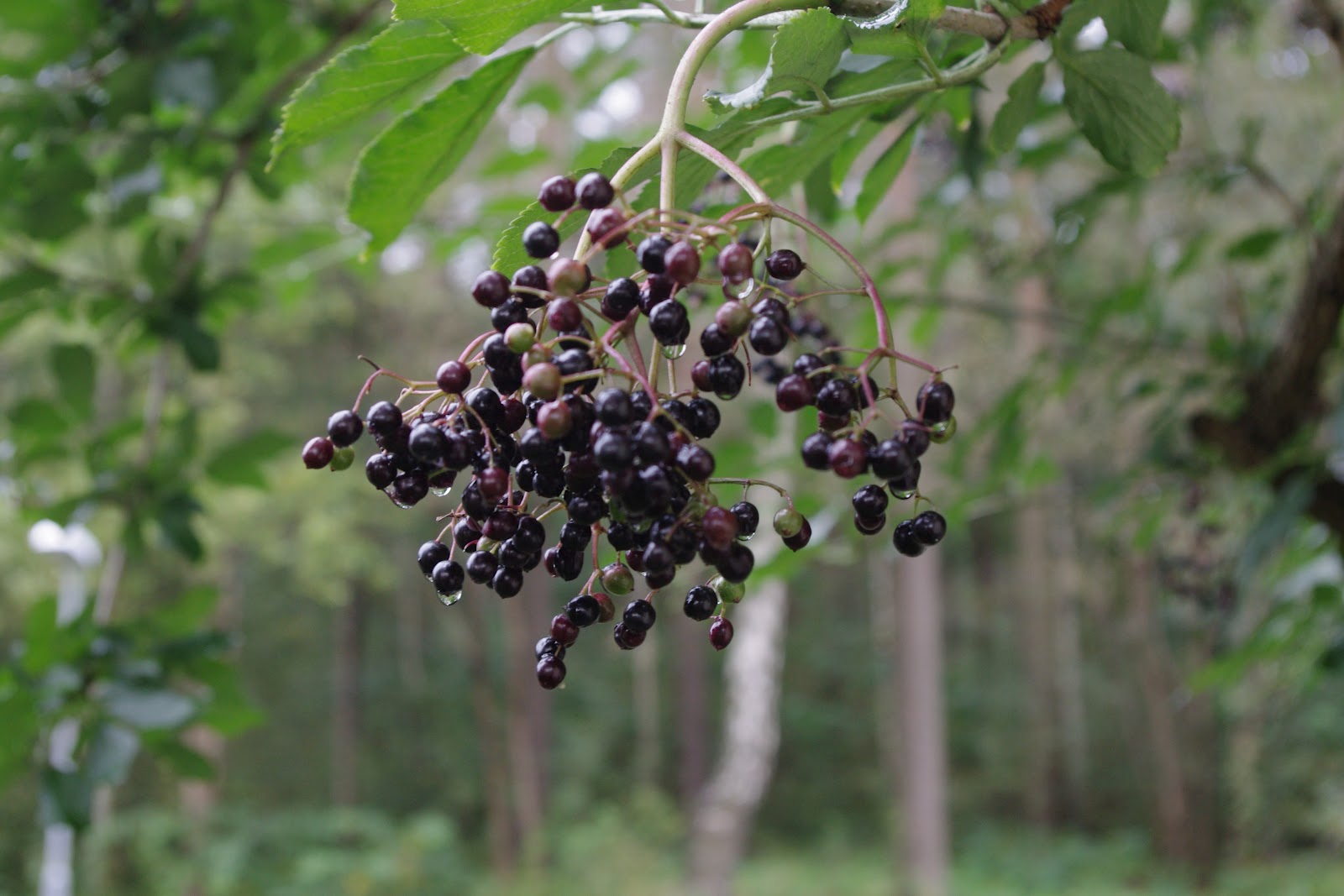 Timeless Environments: Woodland Berries in Swedish Forests & Gardens