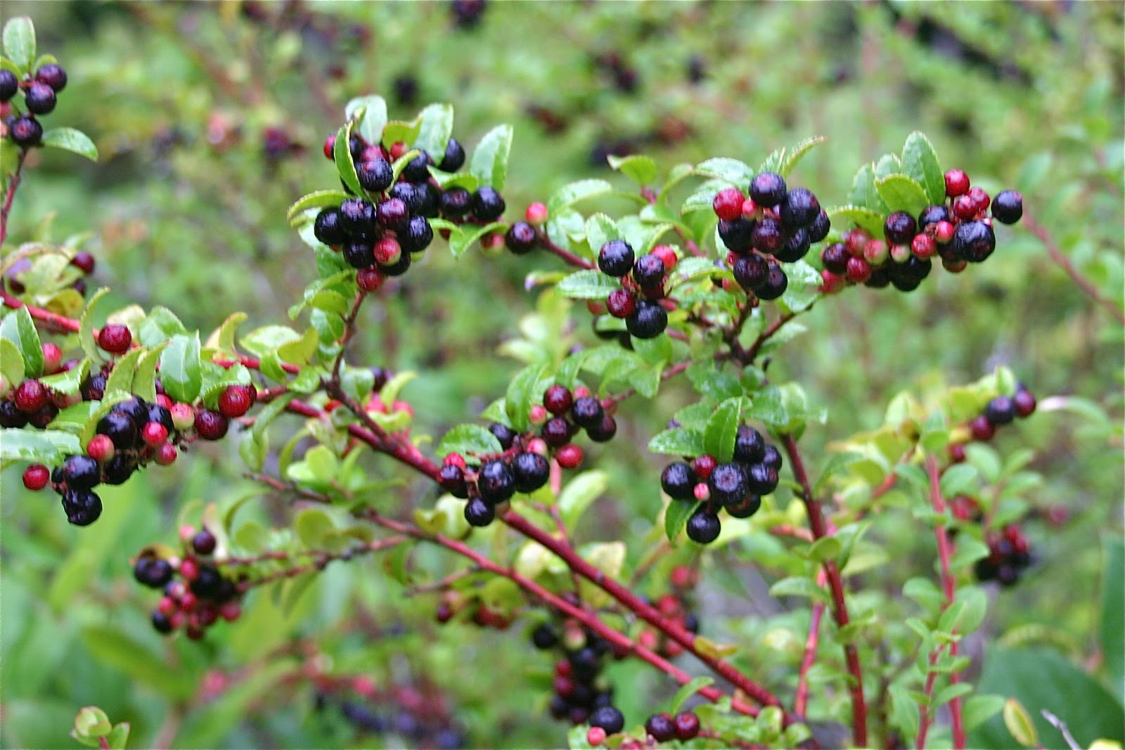 Wild Whidbey: Finding a vision for island living