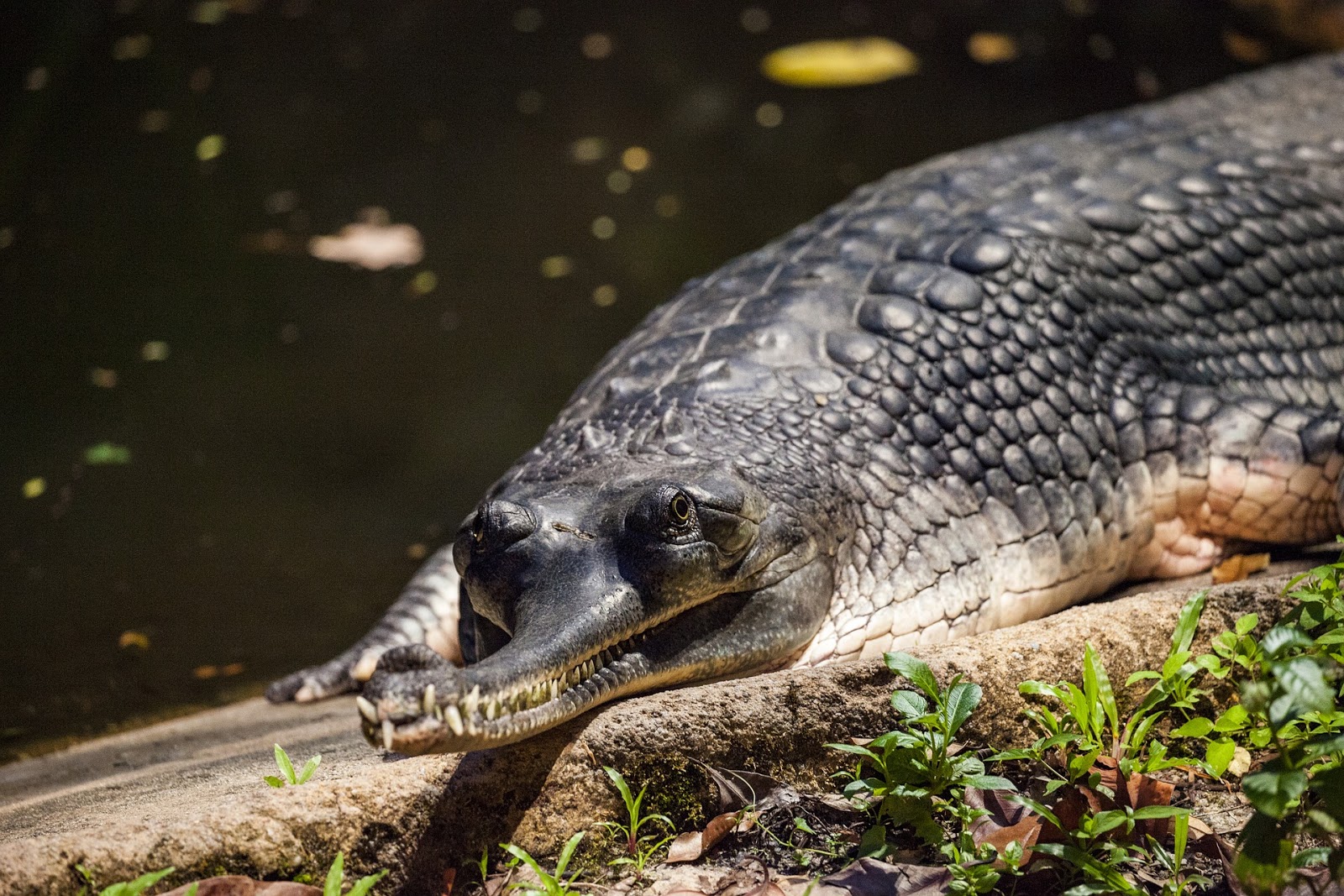Animales del mundo: Gavial