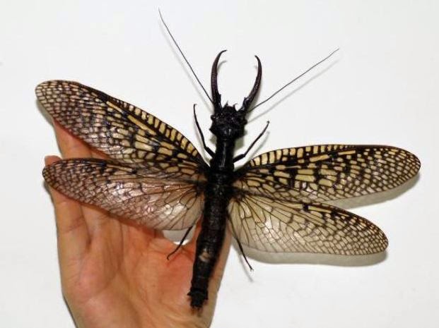 Chas' Compilation: A Chinese Fly from Hell