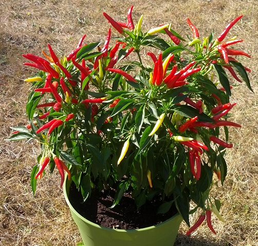 tanaman impian: Mudahnya tanam cabai di POT