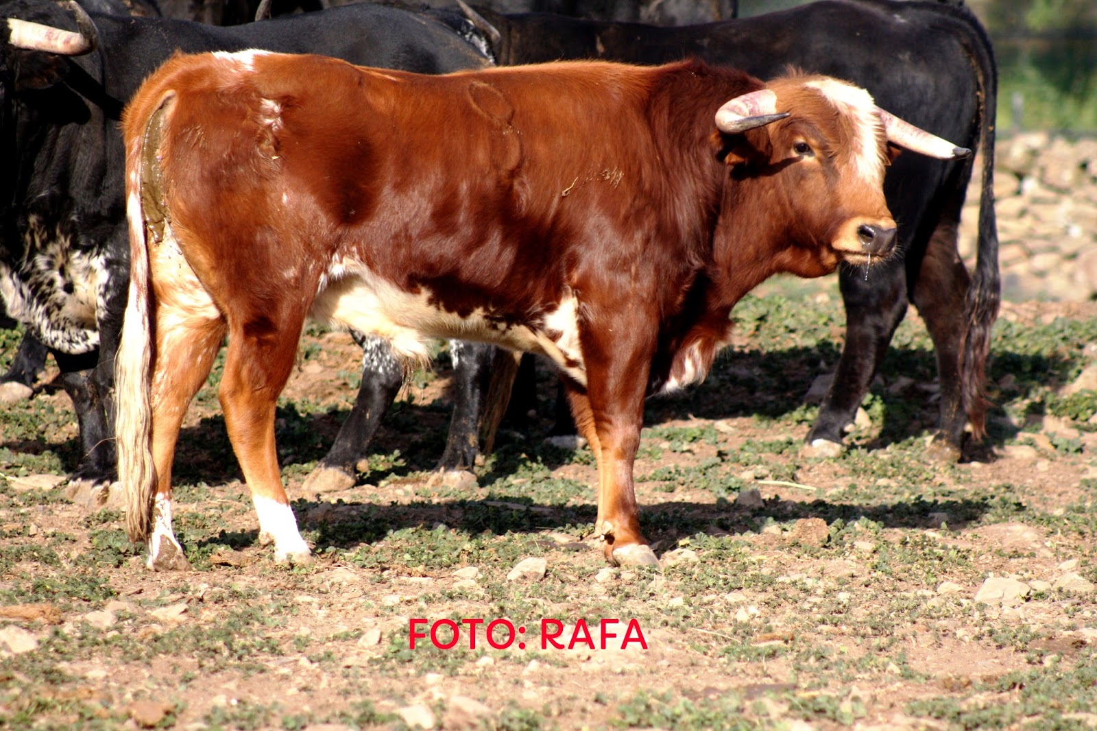 Toreo en Red Hondo: PINTAS DEL TORO DE LIDIA (6): RABO DE TORO