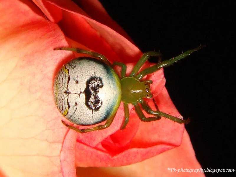 Kidney Garden Spider-Araneus mitificus | Nature, Cultural, and Travel ...