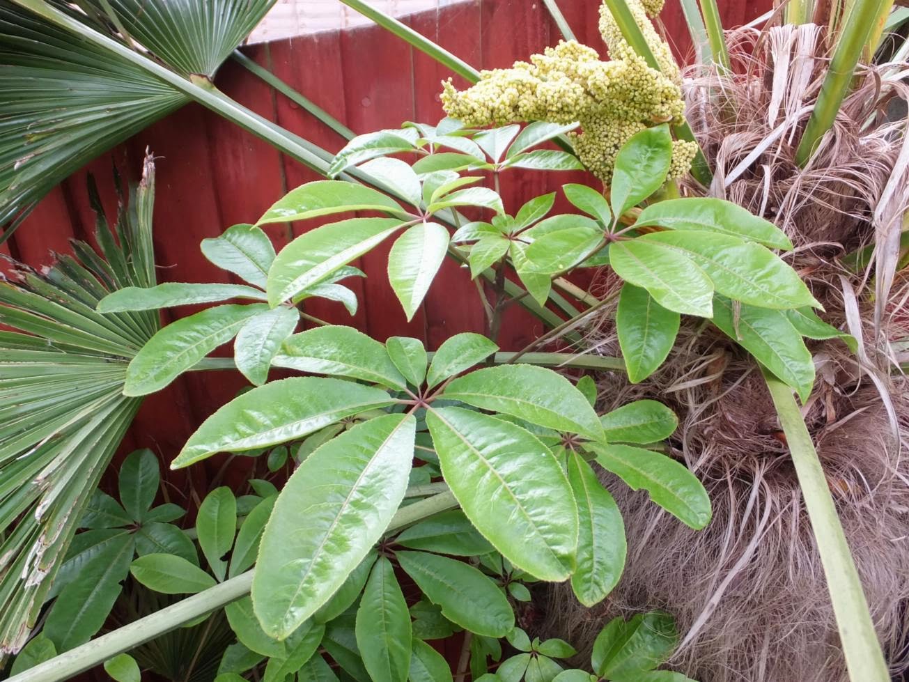 Alternative Eden Exotic Garden: A Season of Scheffleras