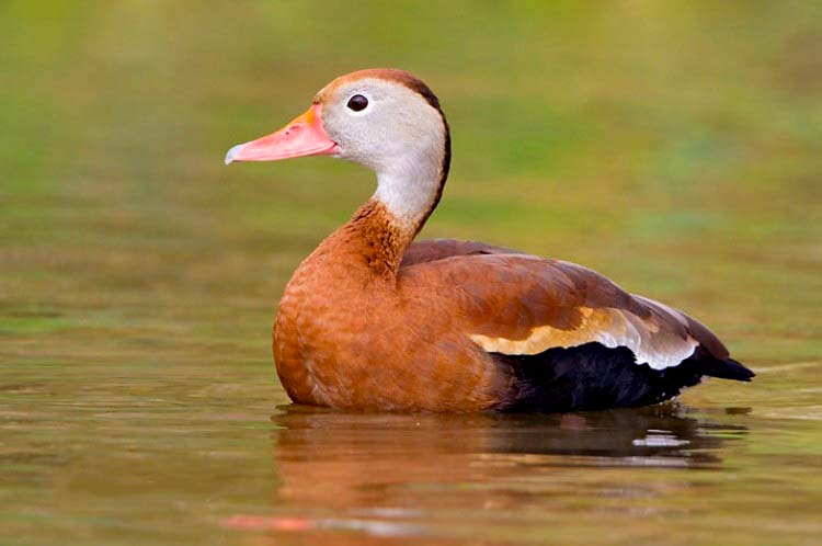 Bellas Aves de El Salvador: Dendrocygna autumnalis (pichiche o pishishe ...