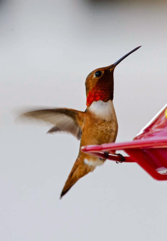 The Wayward Hawaiian: The Allen's Hummingbirds are Back