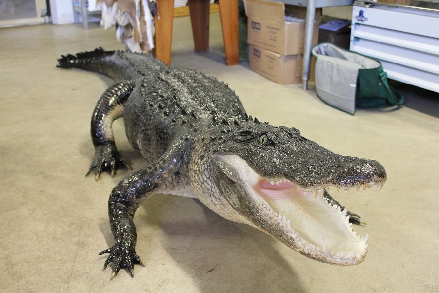 Cordray's: Full body alligator mount
