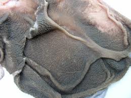 Nutrisi Makanan Ternak: Nutrisi Pakan Ruminansia