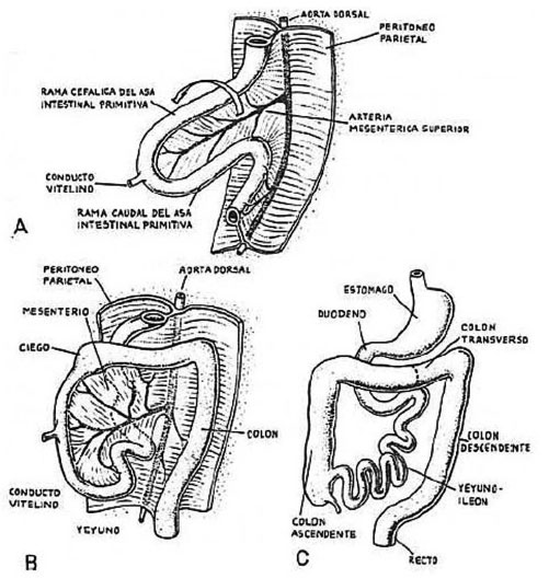 HISTO-EMBRIOLOGÍA: Aparato digestivo