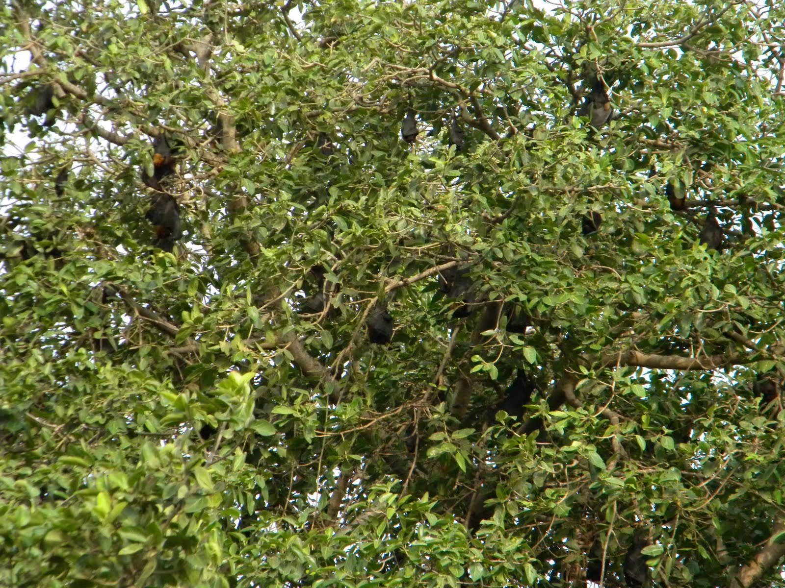 REFLECTIONS: Kabirvad