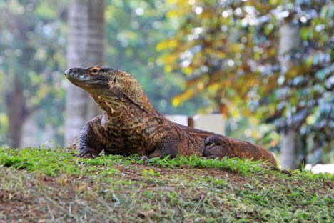 Margasatwa Indonesia: Beberapa Contoh Binatang yang Ada di Kebun ...