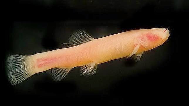 Cerebro Activado: 10 sorprendentes peces con habilidades inesperadas