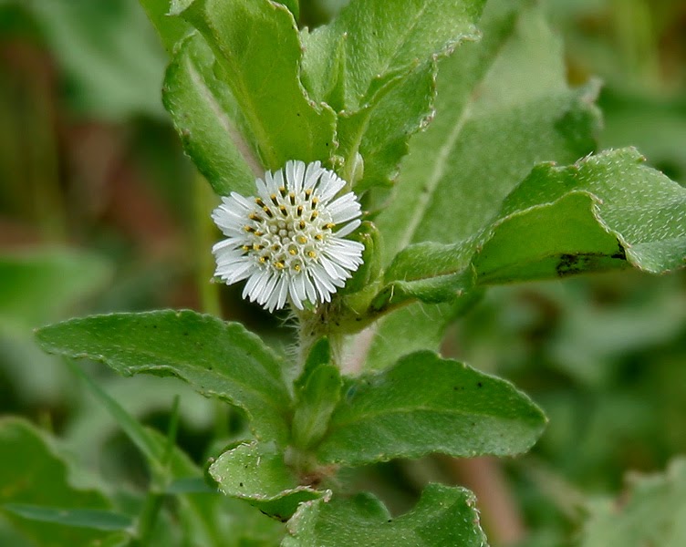 Farmakognosi : SIMPLISIA FOLIUM