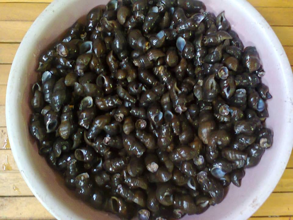 Lauk Tengkuyung Makanan Khas Suku Dayak | Suara Rakyat