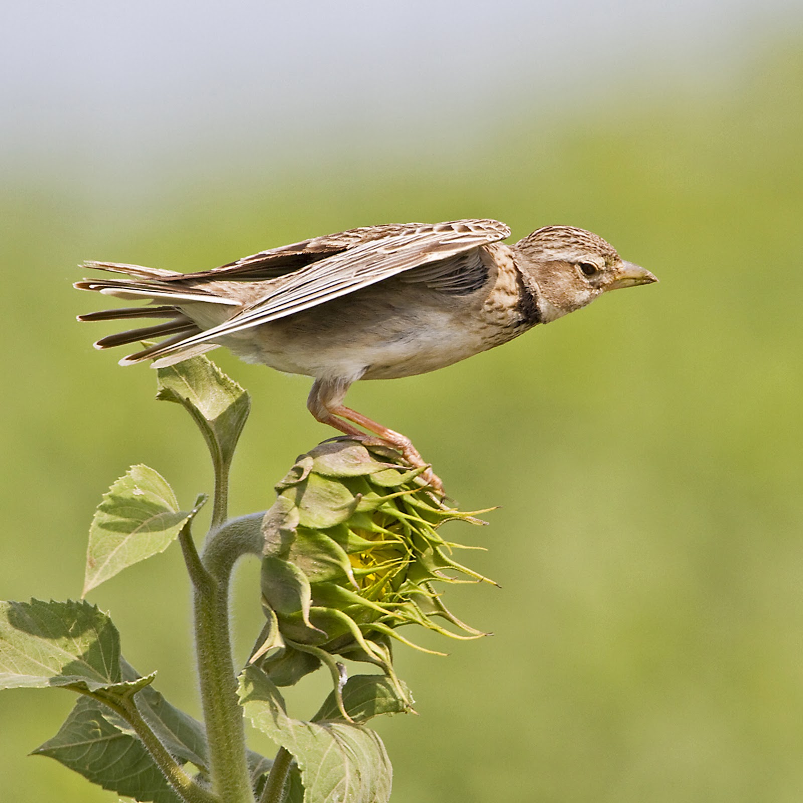 PETER'S PORTFOLIO..............Bird & Wildlife Photography: Calandra ...