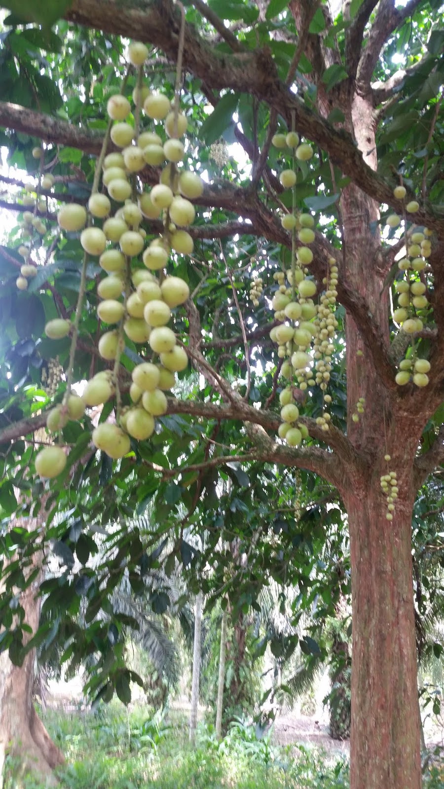 Warisan Petani: Buah Rambai.