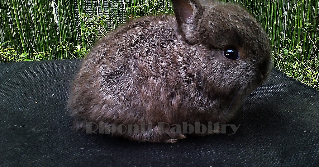 Standard Kelinci Netherland DwarfKELINCI