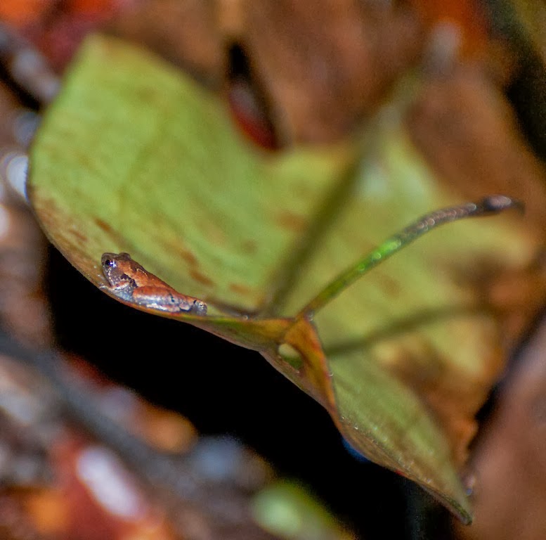 A Wandering Naturalist: Sarawak: Pitcher Plants and Tiny Frogs