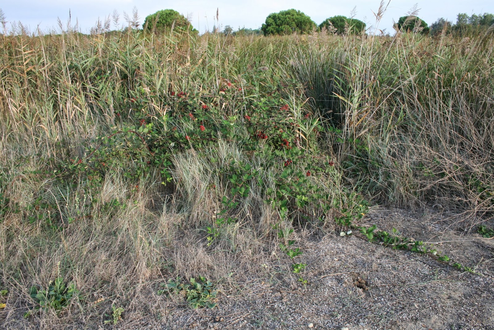 Breuillet Nature: Comment cultiver avec les Ronces?