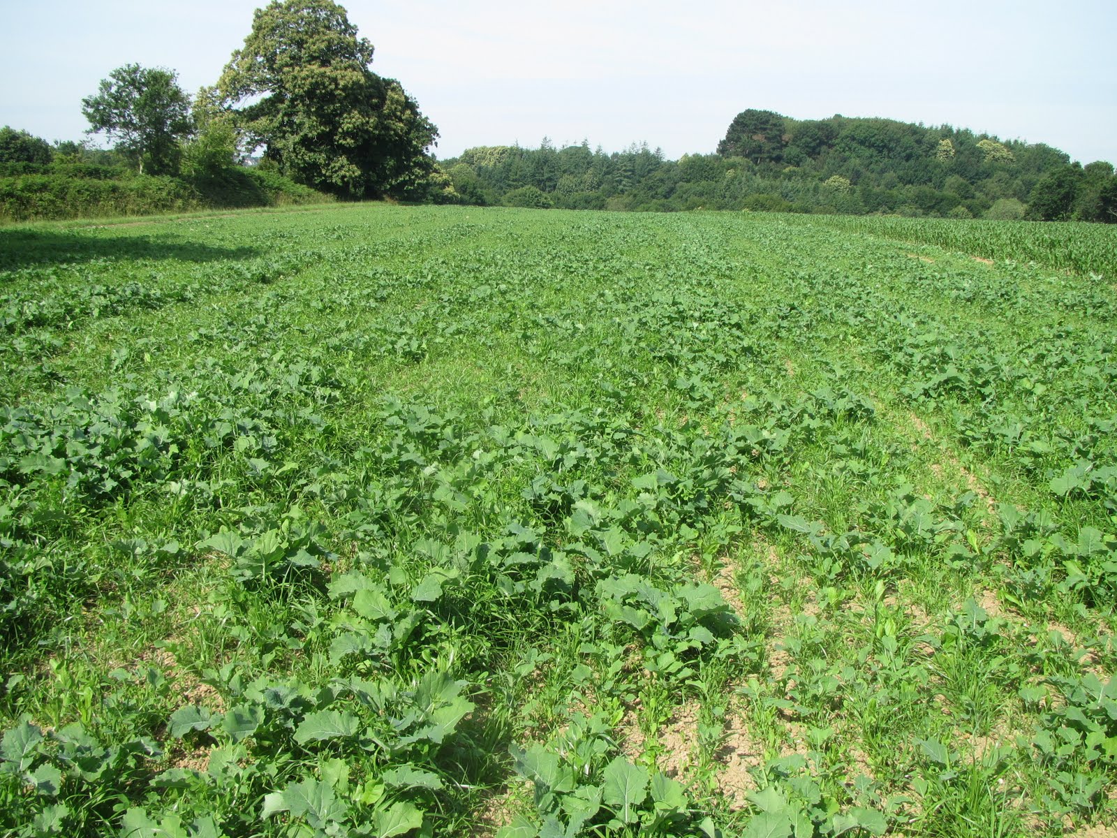 Pasture to Profit: Fascinating New Pastures For Dairy Cows.....Thanks ...
