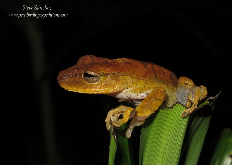 El Blog de Phyllobates: VIAJE A PERÚ VIII