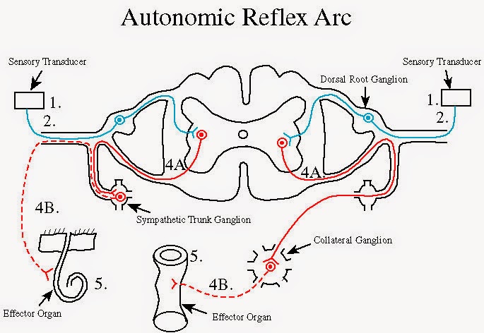 Components of Nervous Co-Ordination « SimpleBiology