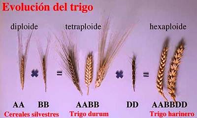 A SAGA DO TRIGO: O Trigo Moderno