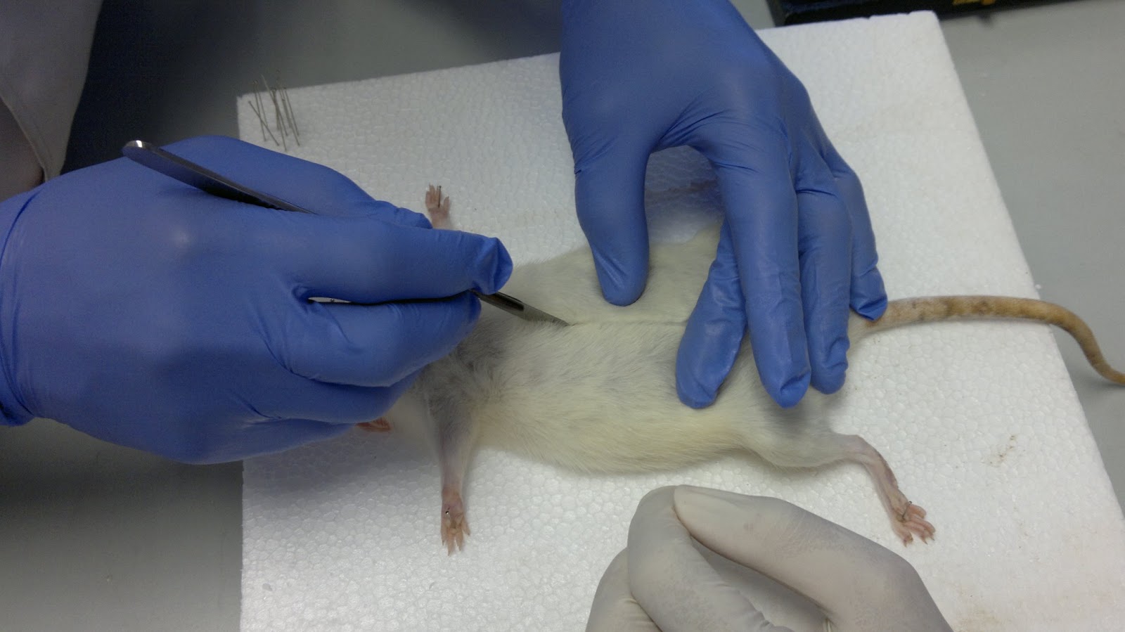 CUBIT: PROSEDUR DAN ETIKA KAJIAN MENGENAI HAIWAN (TIKUS)