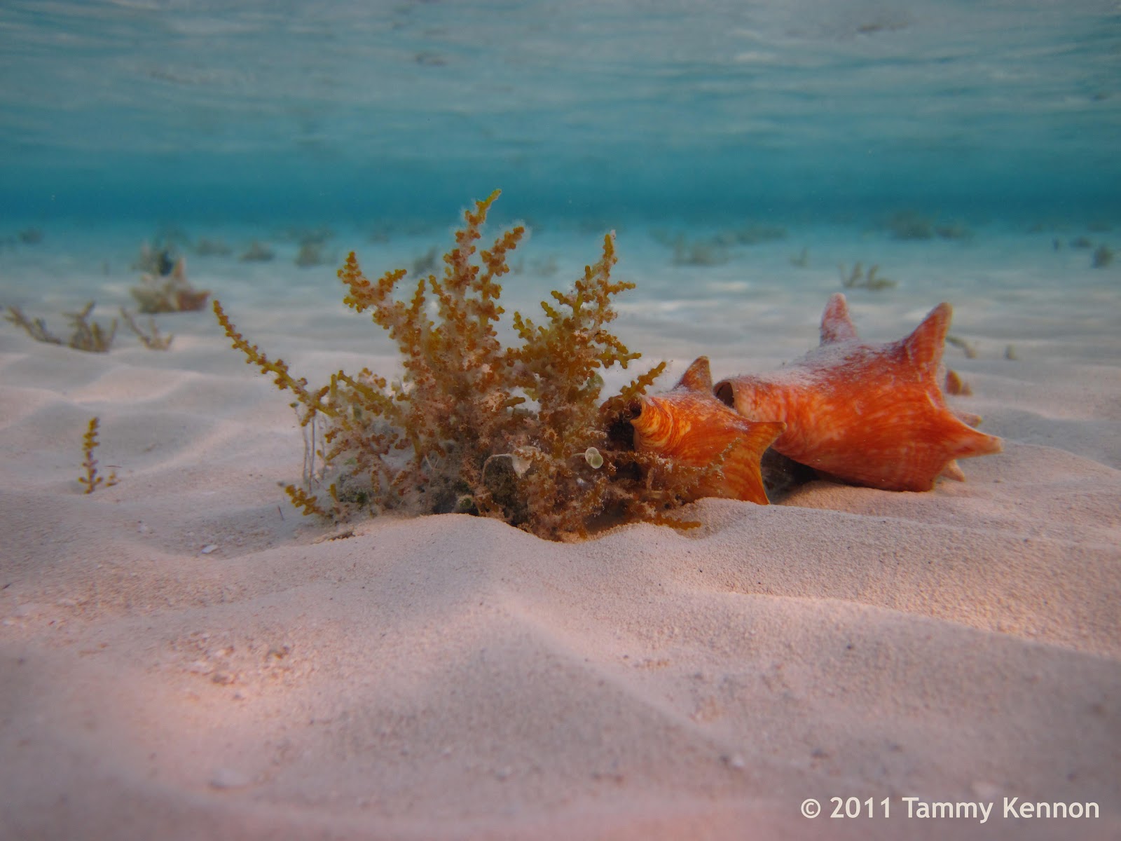 plodding in paradise: SIGHTS OF NORMANS