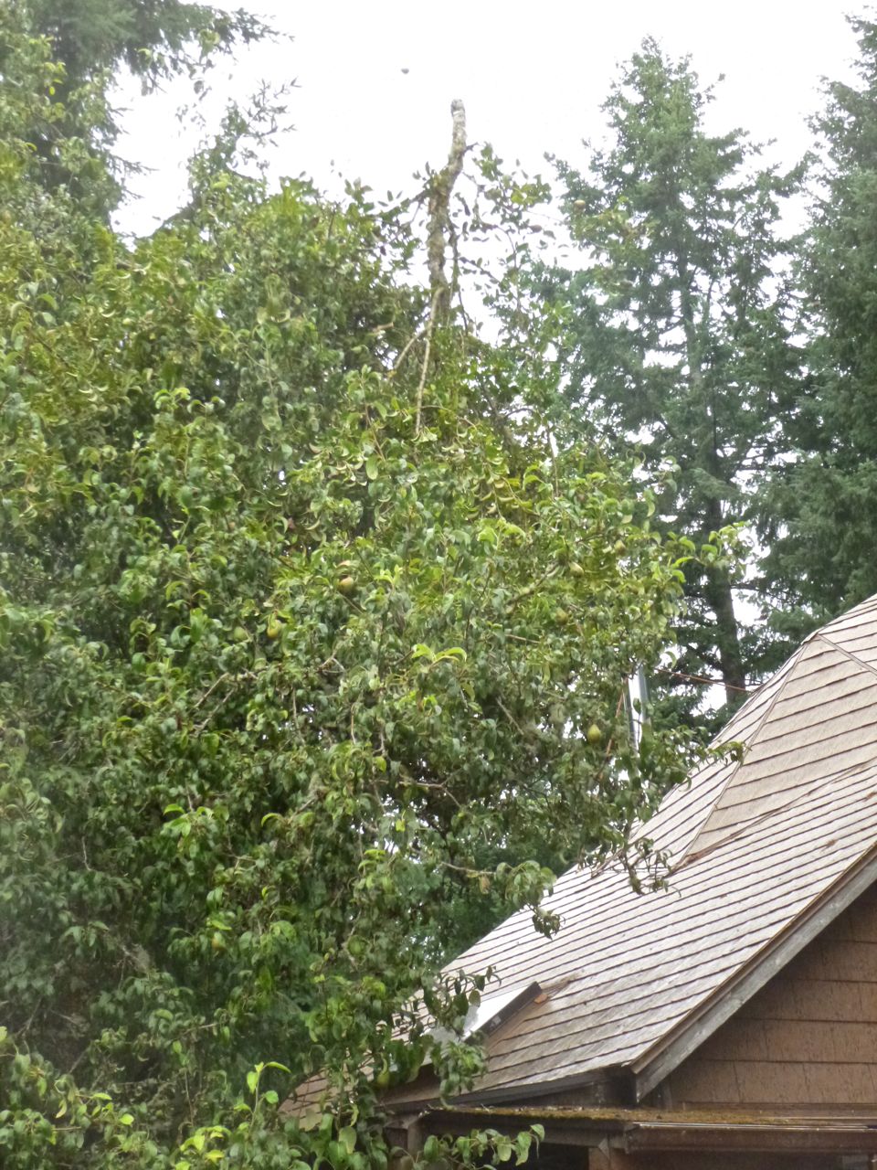 twistin sandy's blog: dead tree downing