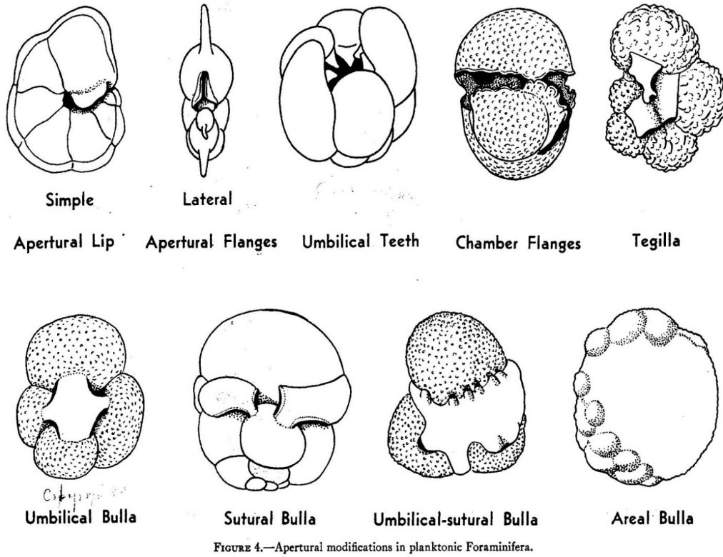 FORAMINIFERA BENTHONIK DAN LINGKUNGAN PENGENDAPAN ~ POROSITAS