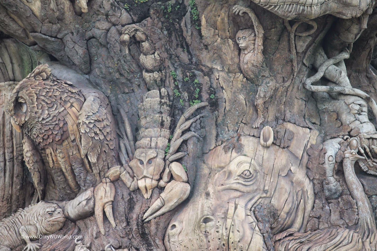 A Closer Look At The Tree Of Life at Disney's Animal Kingdom | Disney ...