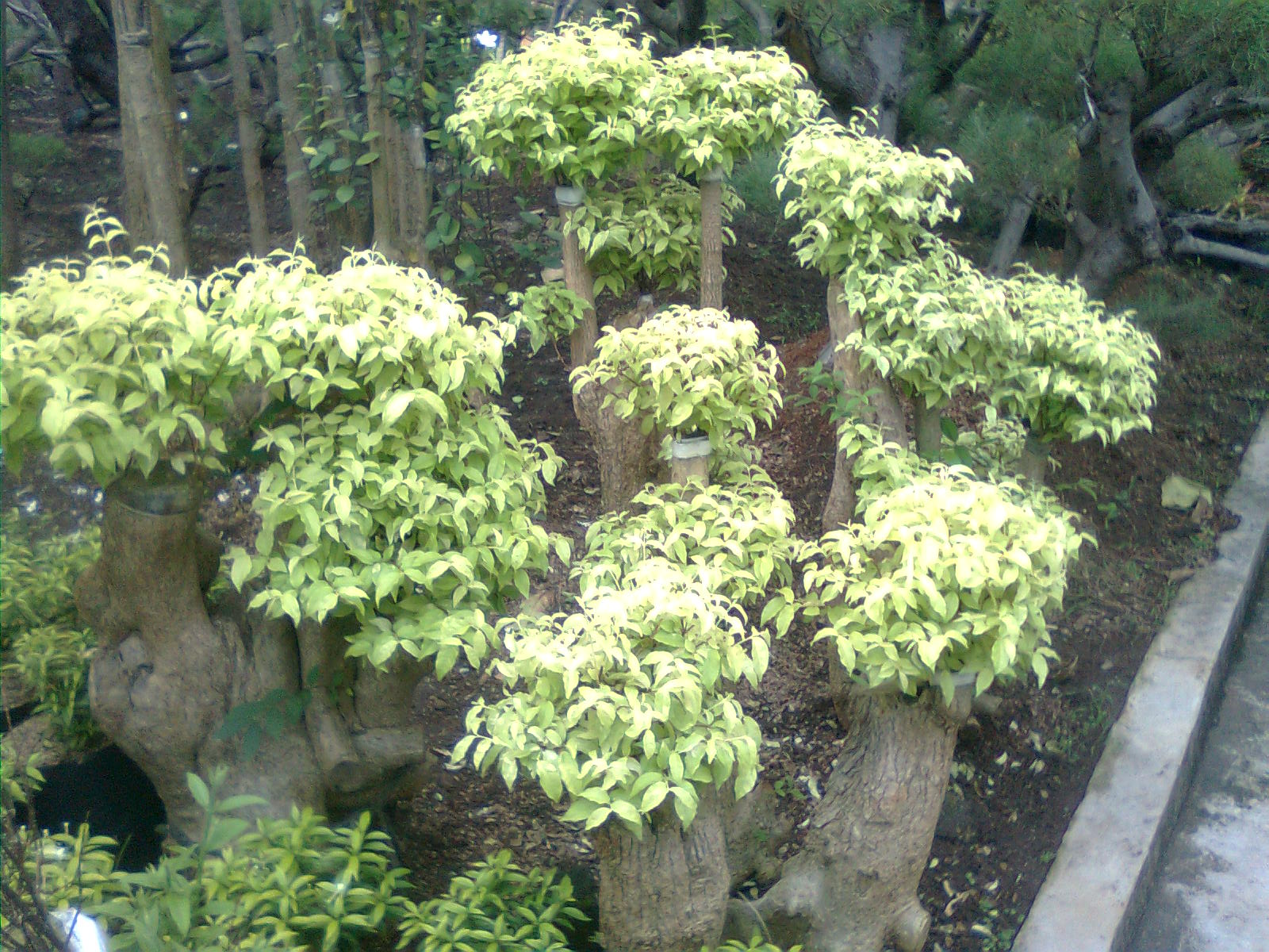 Tukang Taman Minimalis: Jual Pohon Anting Putri, Yasmin, Flamboyan ...