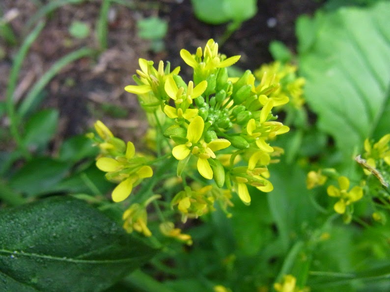 Garden amateur: Last day of summer? Not here it isn't!