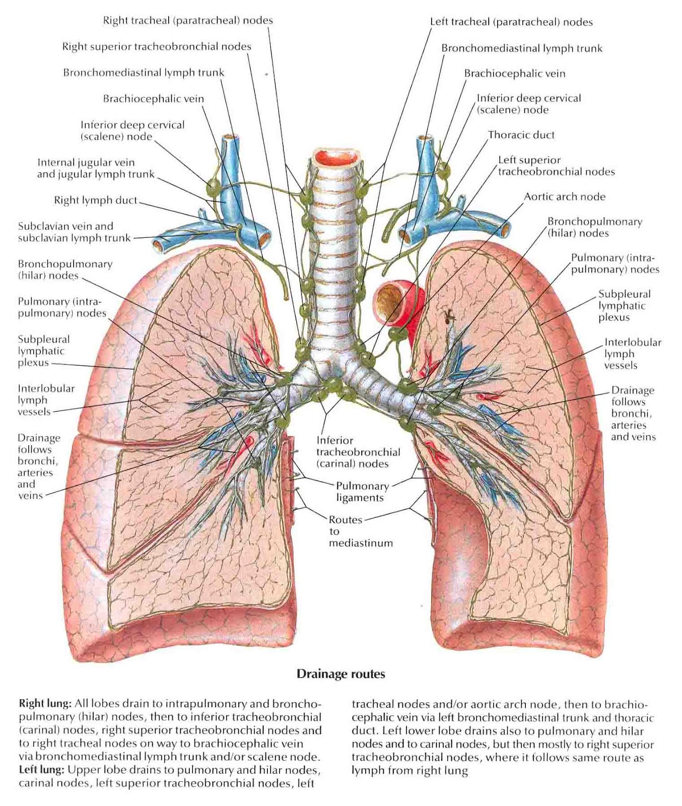 Anatomy Thorak ~ KEGAWATAN JIWA FAMILY