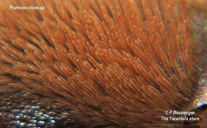 TARANTULAS: Alive And Up Close: Anatomical Details