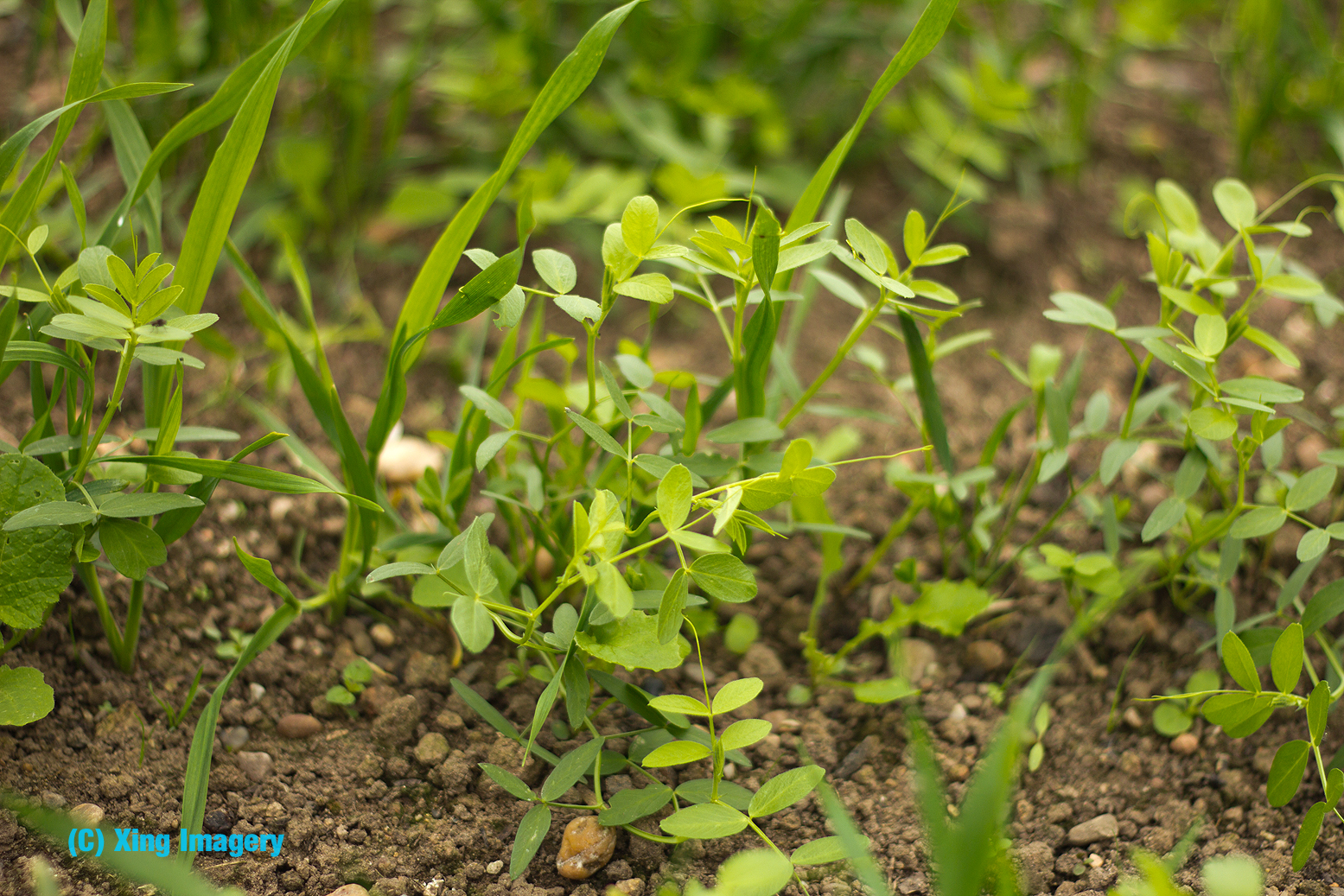 Allotment Garden: September 2012