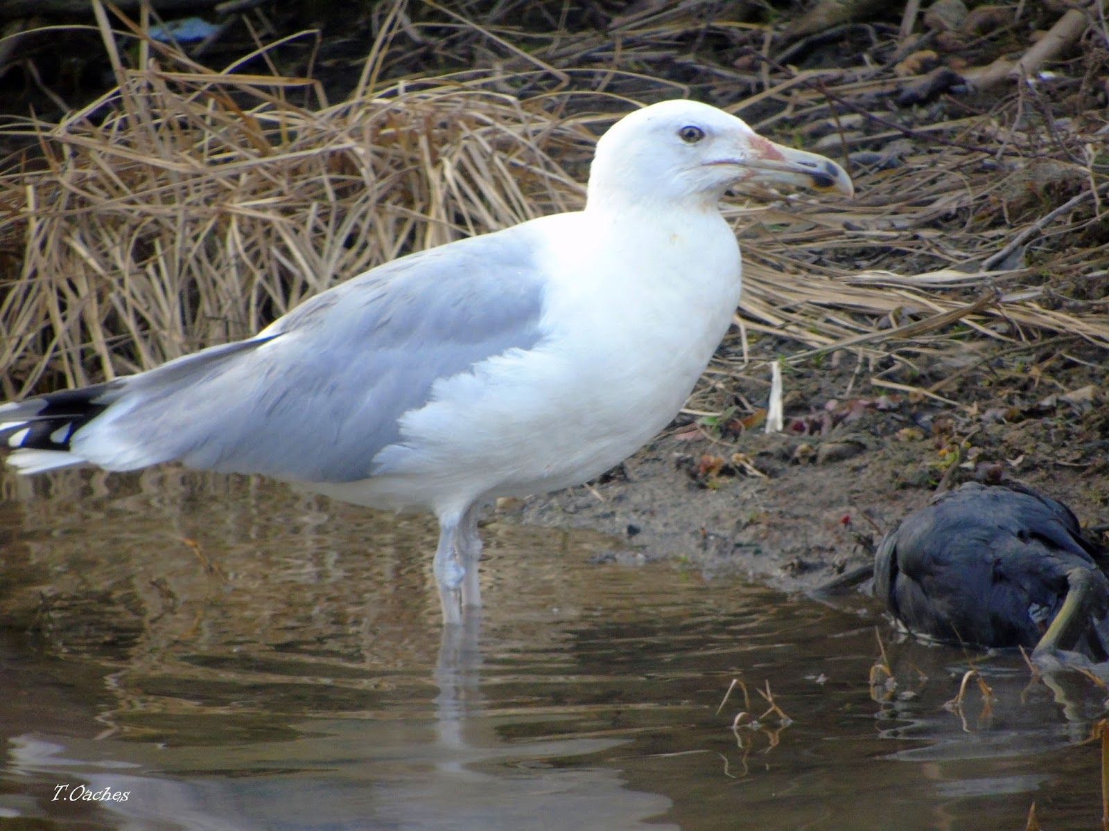 PASARI DIN ROMANIA: PESCARUS PONTIC, Larus cachinnans