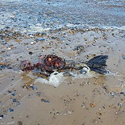 Man shares image claiming they are the remains of a mermaid on the ...