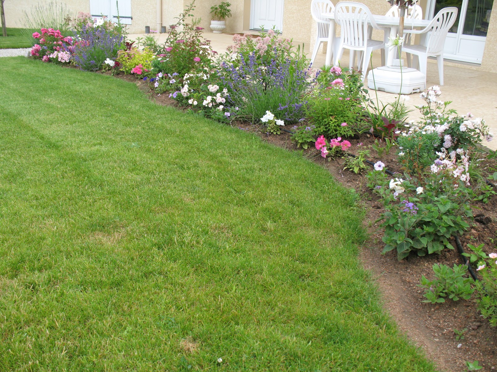 Roses du jardin Chêneland: Création d'une plate bande