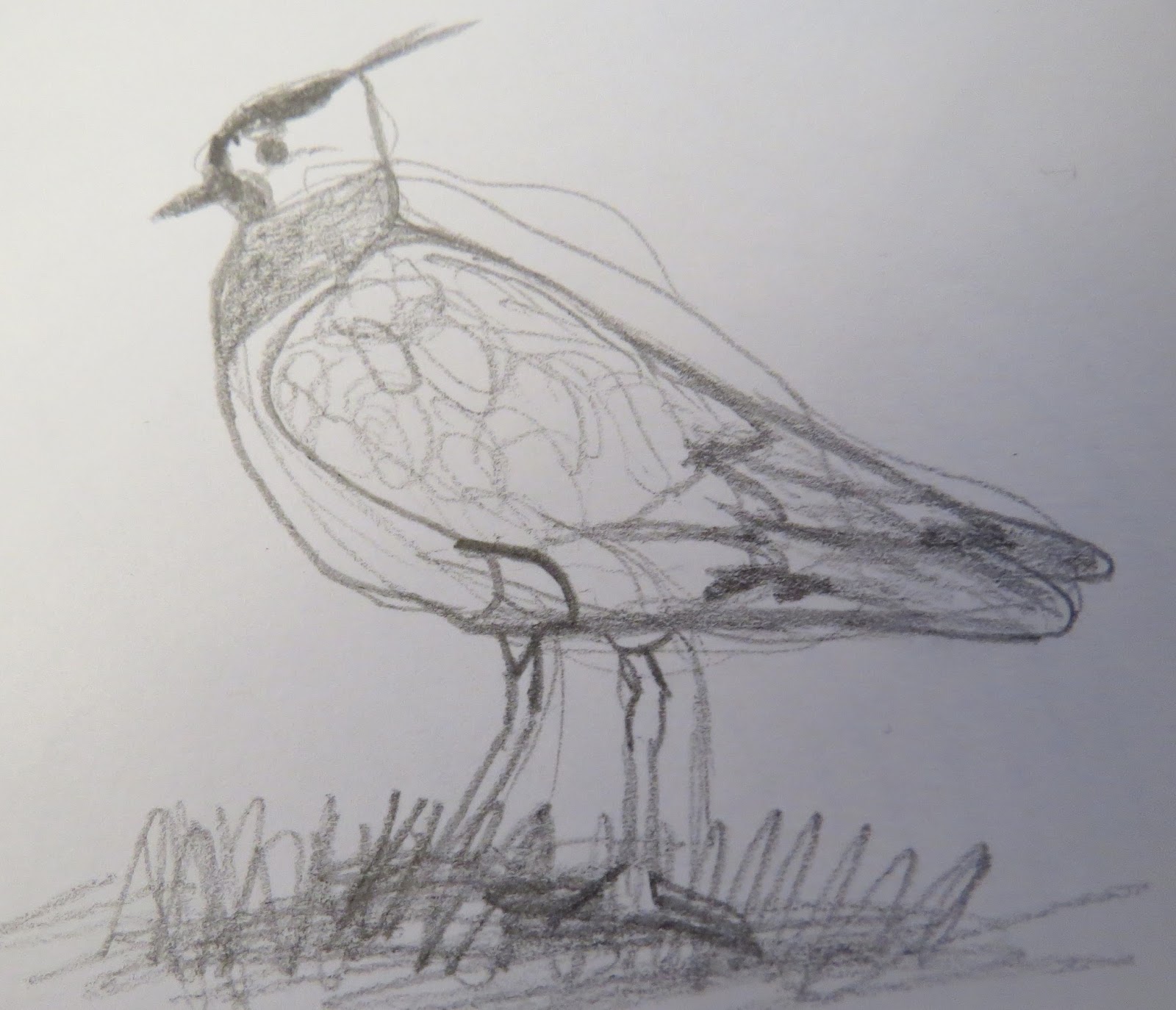The Autistic Naturalist: How To Draw: Wading Birds