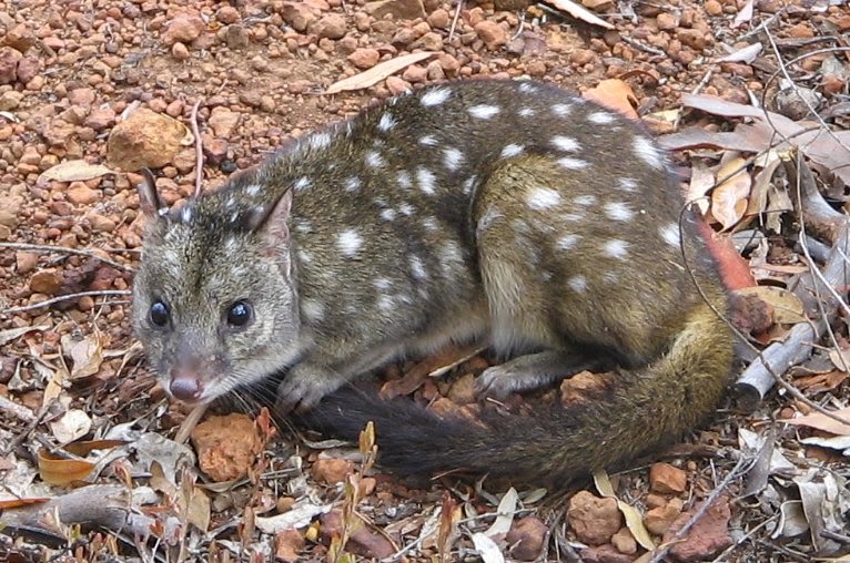 Animals of the world: Western quoll