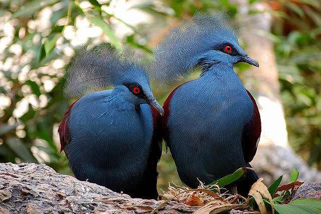 Jenis-jenis Burung Puyuh