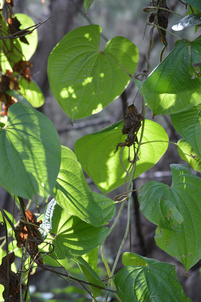 About Health: Mexican yam