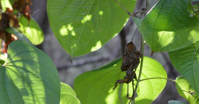 About Health: Mexican yam