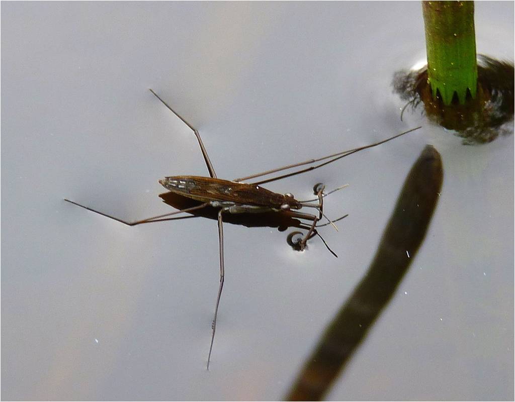 Insects of Scotland: True Bugs