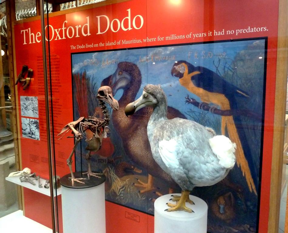 Dave Hubble's ecology spot: Birds in a box, beetles on pins