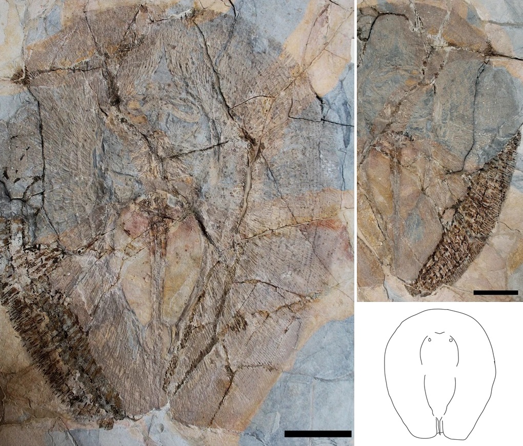 Species New to Science: [PaleoIchthyology • 2019] Lessiniabatis ...
