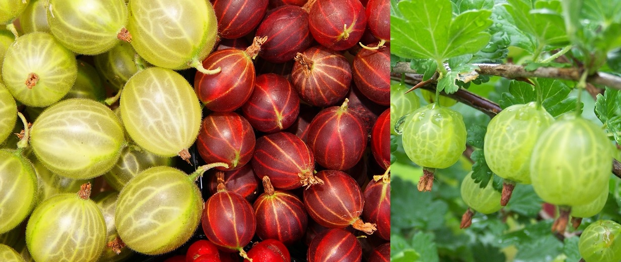 All about Ayurveda and Herbs: Gooseberry (Ribes uva-crispa)